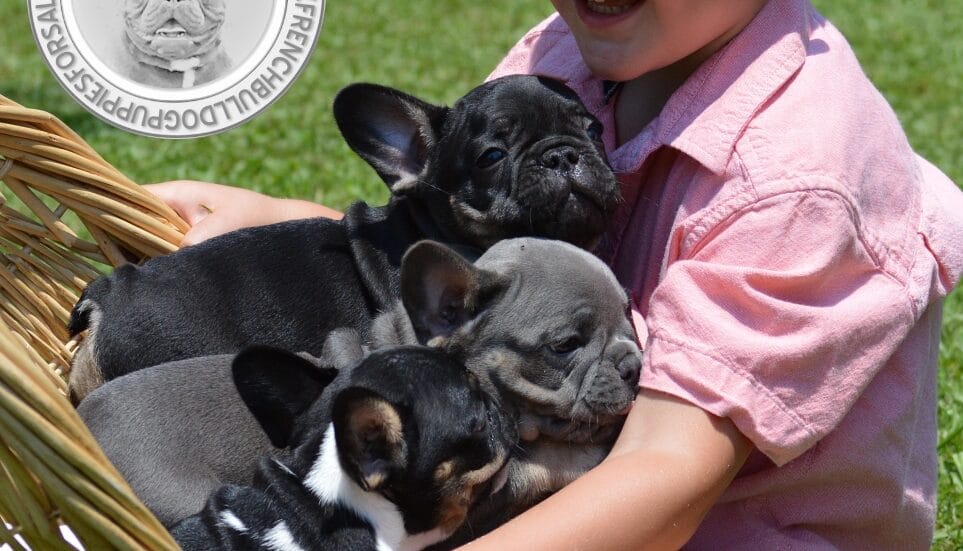Award Winning Frenchie Puppies For Sale | No. 1 Frenchie Breeder ...