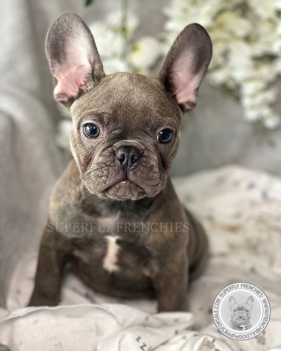 Award Winning Frenchie Puppies For Sale | No. 1 Frenchie Breeder ...