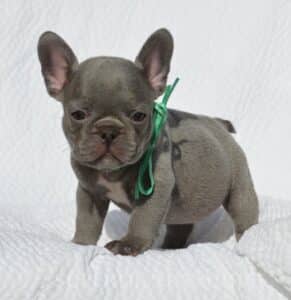 Superfly Frenchies | French Bulldog Puppies For Sale | #1 Breeder ...