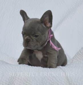 Superfly Frenchies | French Bulldog Puppies For Sale | #1 Breeder ...