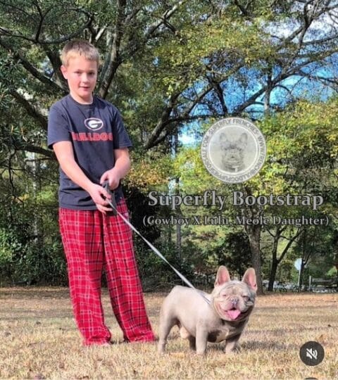 French Bulldog Stud Dogs | Worldwide French Bulldog Stud Service ...